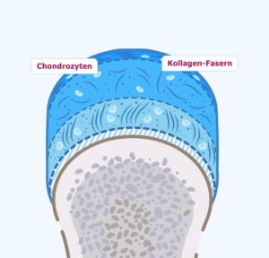 Knorpelwissen – Knorpelzentrum NRW